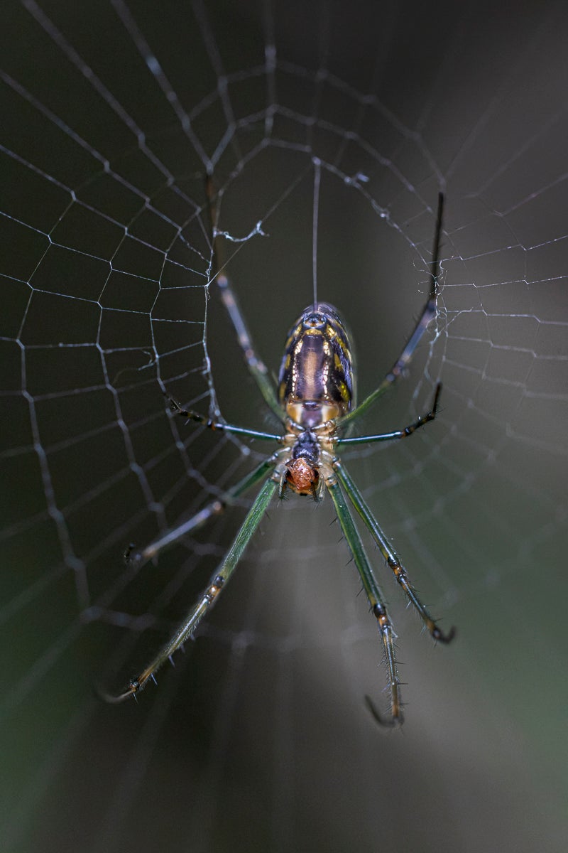 Scary creepy-crawlies: Photographers capture spiders…